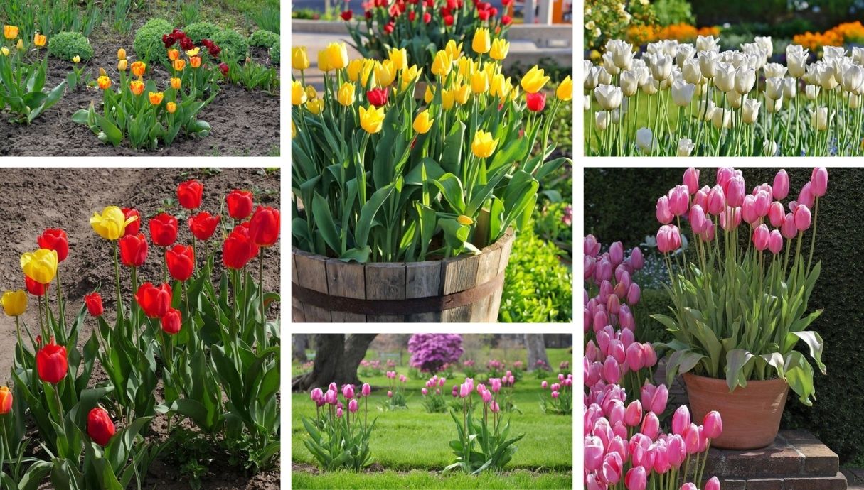 How to make an eyecatching garden edging? 32 inspiring ideas | My ...