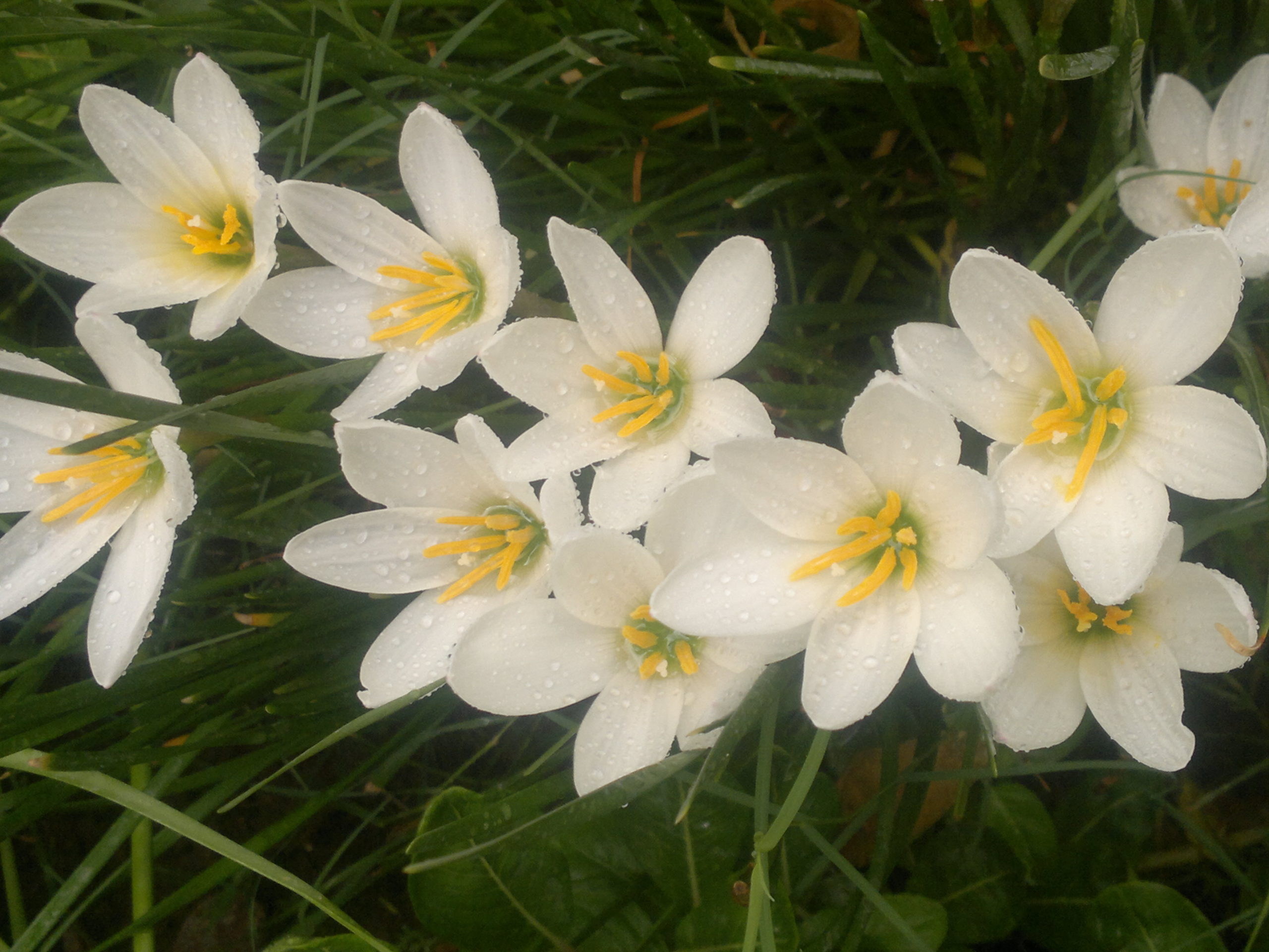 Zephyranthes or Rain Lily: A hardy bulb for pot and rock gardens | My ...