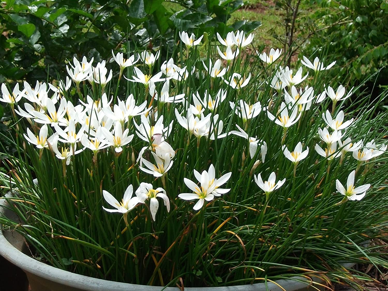Zephyranthes or Rain Lily: A hardy bulb for pot and rock gardens | My ...