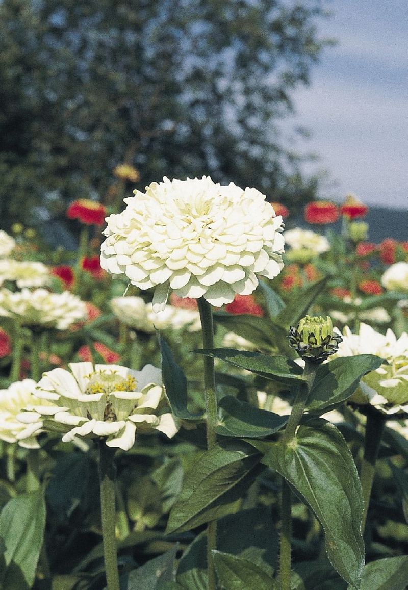 Zinnia: The beautiful protagonist of your yard and garden | My desired home