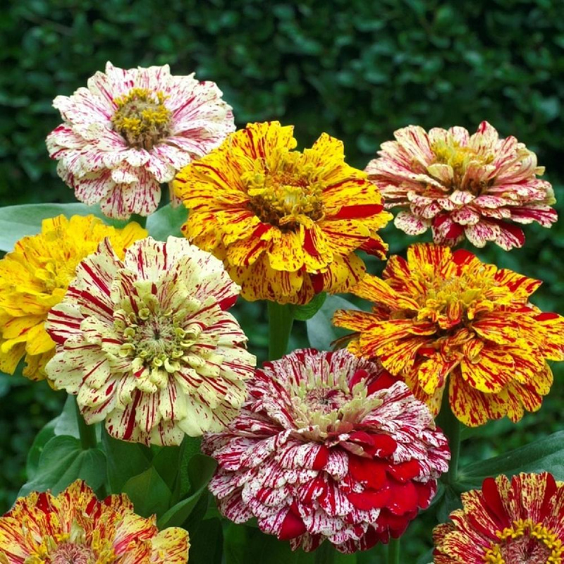 Zinnia: The beautiful protagonist of your yard and garden | My desired home