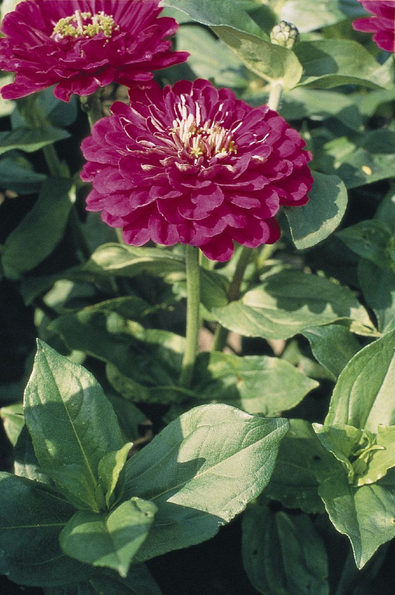 Zinnia: The beautiful protagonist of your yard and garden | My desired home