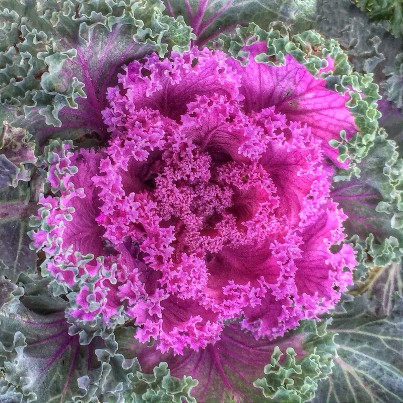 How to curly cabbage or Savoy cabbage in your vegetable garden | My ...