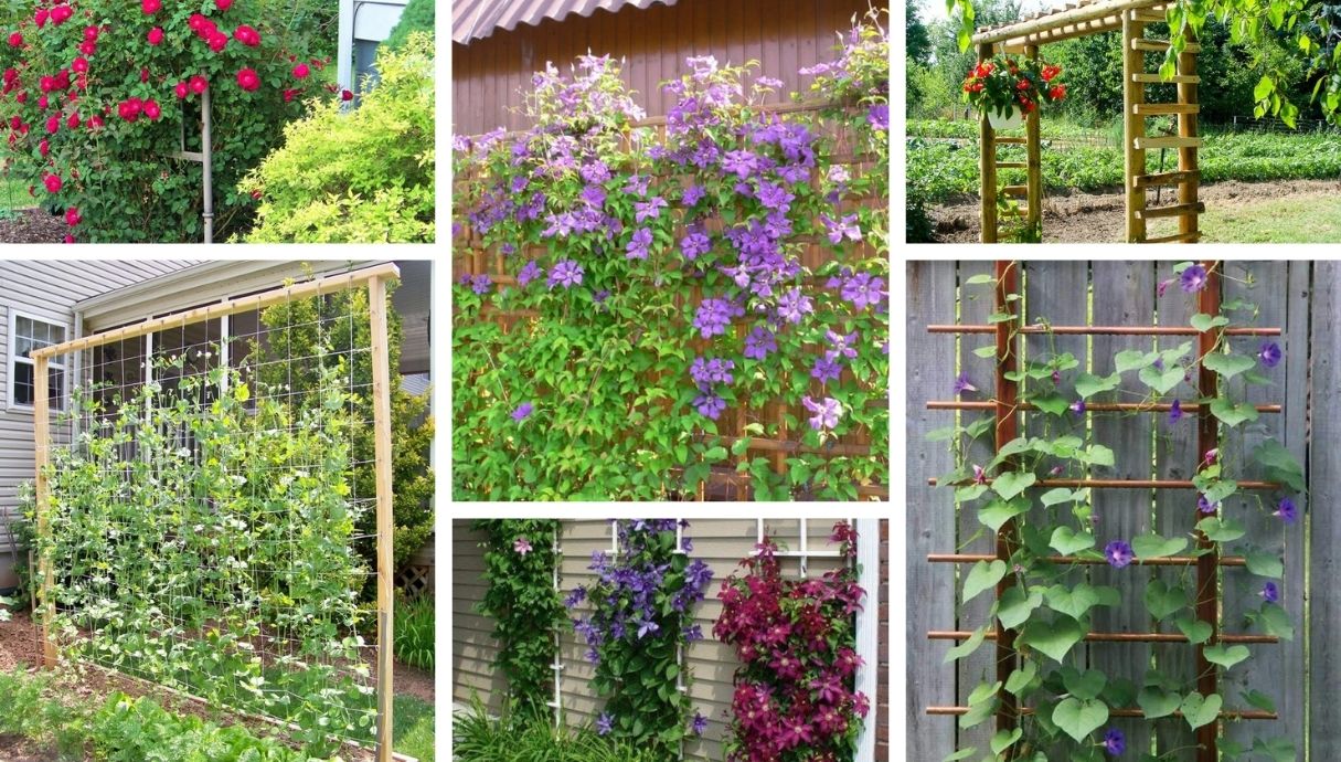When a trellis is not only a support for climbing plants, but also a ...