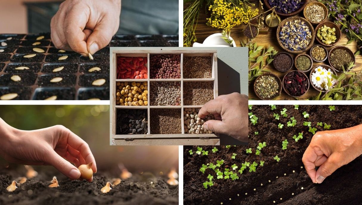 Gardening secrets: How to propagate plants with seeds | My desired home