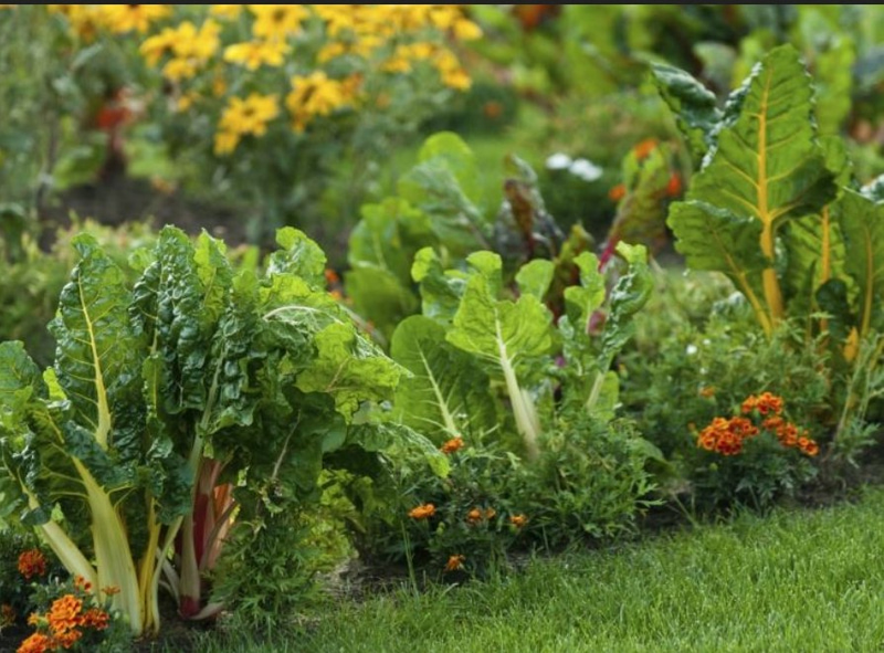 Create a permaculture garden - How to make an easy-care and productive ...