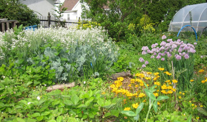 Create a permaculture garden - How to make an easy-care and productive ...