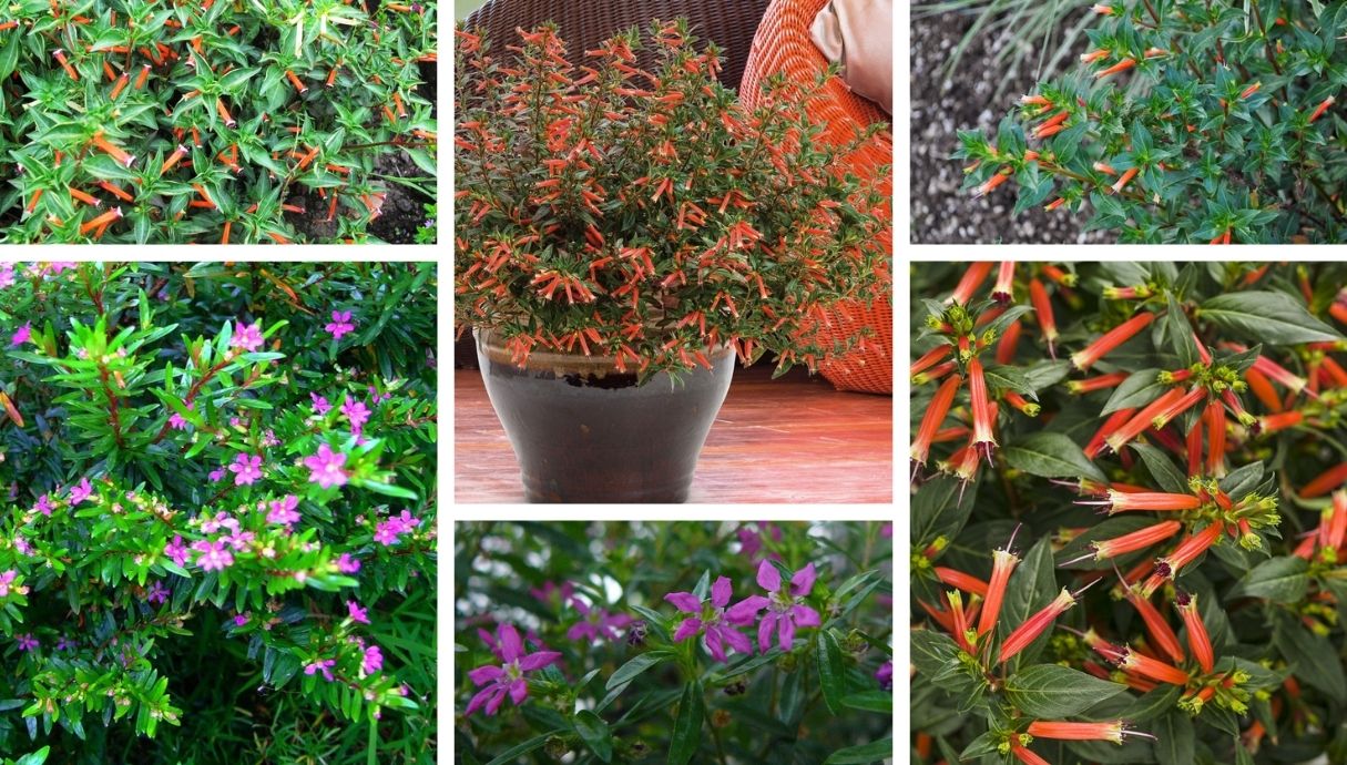 Gardening secrets: How to Grow Cuphea or Kufiya in your garden | My ...