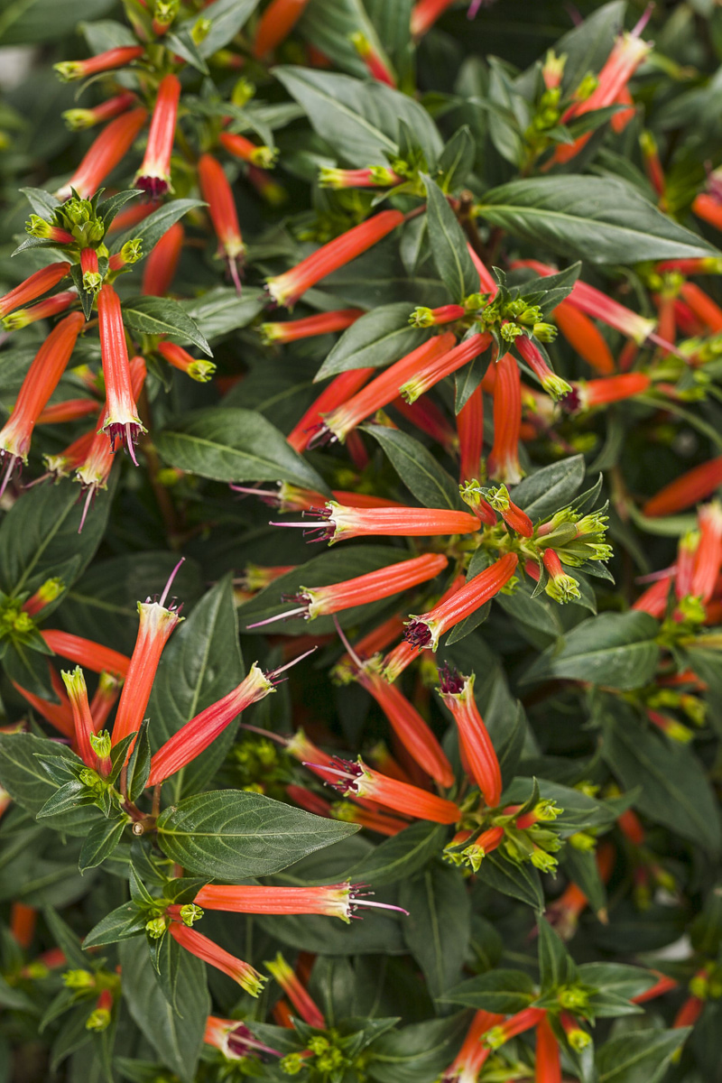Gardening secrets: How to Grow Cuphea or Kufiya in your garden | My ...