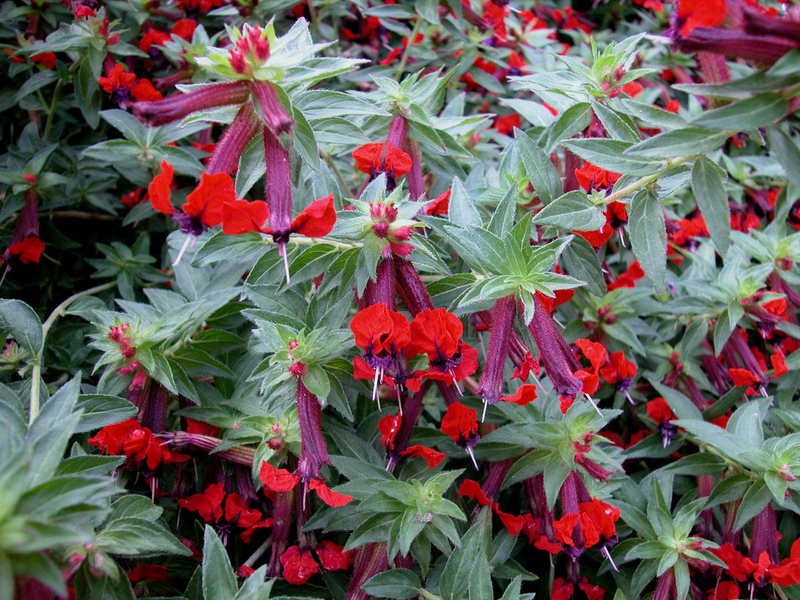 Gardening secrets: How to Grow Cuphea or Kufiya in your garden | My ...