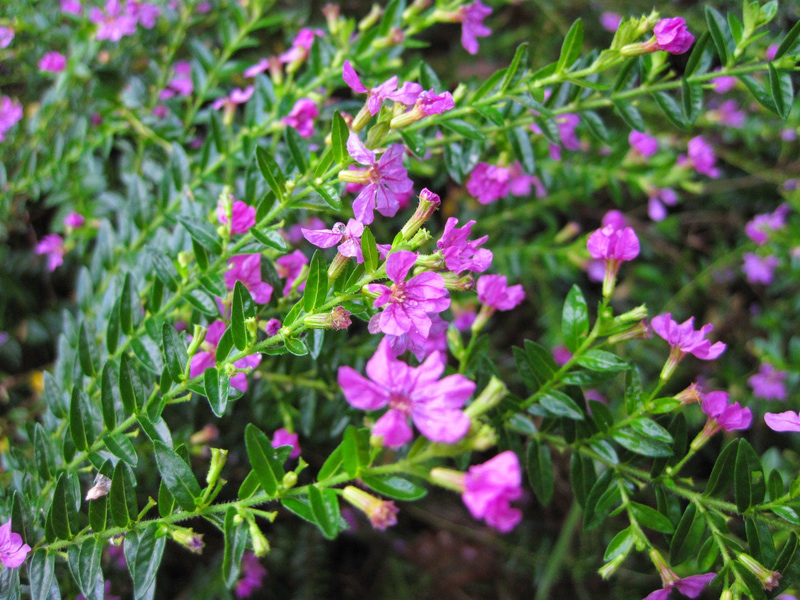Gardening secrets: How to Grow Cuphea or Kufiya in your garden | My ...
