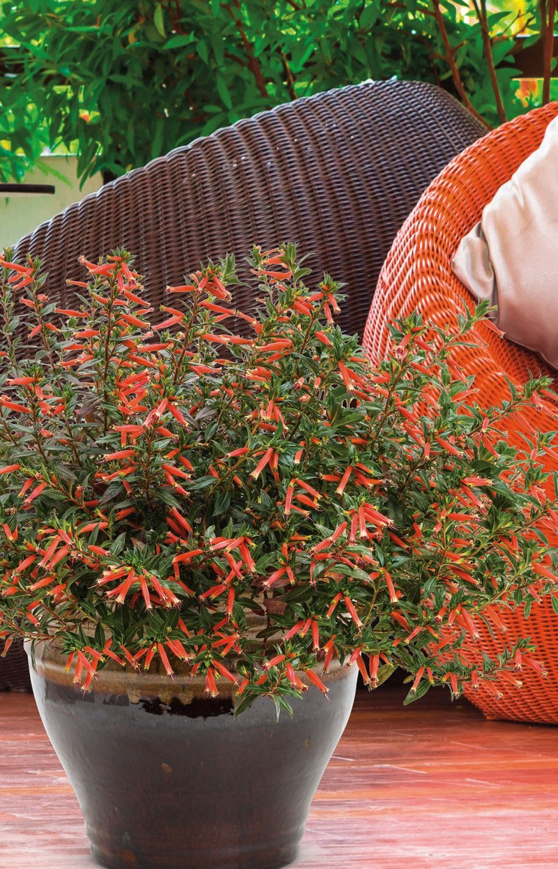 Gardening secrets: How to Grow Cuphea or Kufiya in your garden | My ...