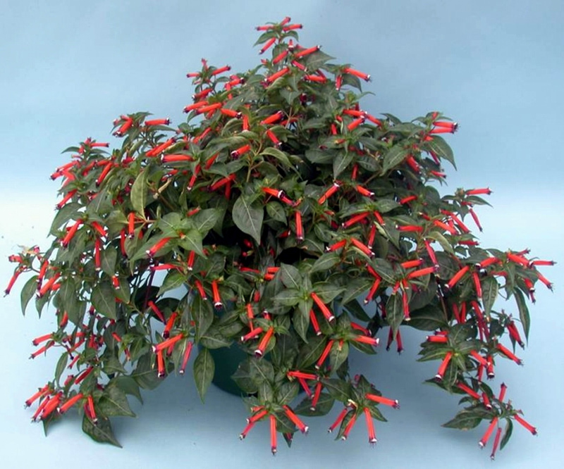 Gardening secrets: How to Grow Cuphea or Kufiya in your garden | My ...