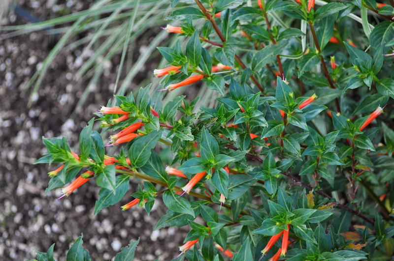 Gardening secrets: How to Grow Cuphea or Kufiya in your garden | My ...