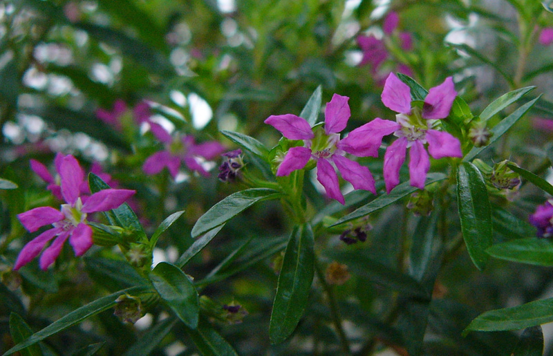 Gardening secrets: How to Grow Cuphea or Kufiya in your garden | My ...