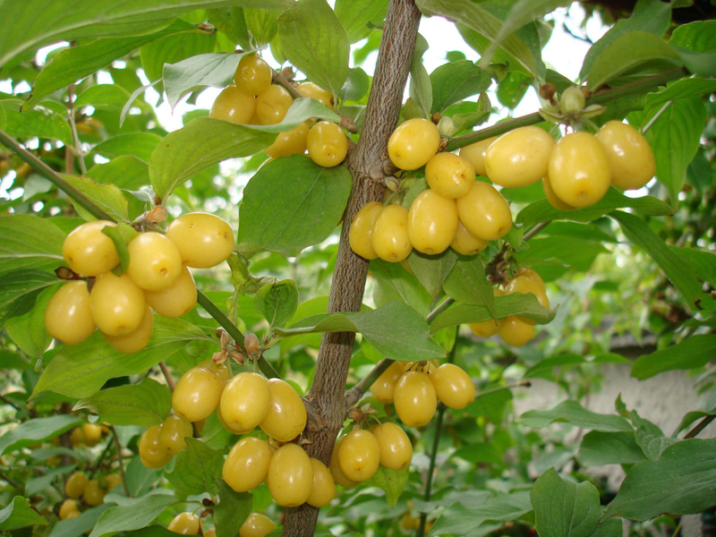 Gardening secrets: How to grow flowering Dogwood trees and shrubs in ...