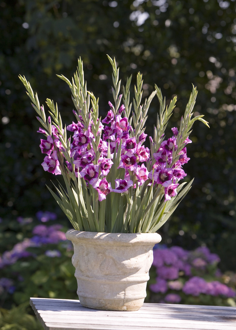 How to grow the impressive Gladiolus in your pot and garden | My ...