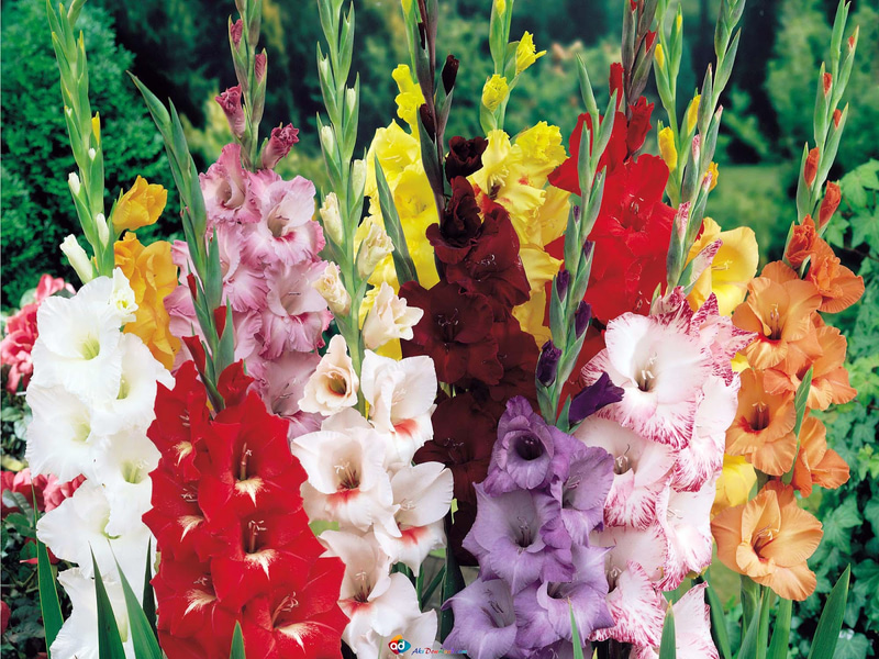 How to grow the impressive Gladiolus in your pot and garden | My ...