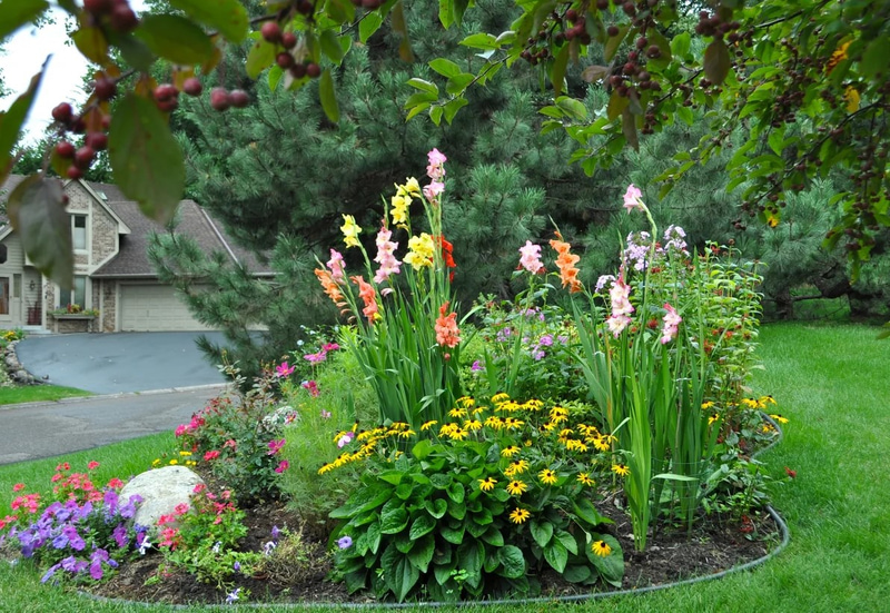 How to grow the impressive Gladiolus in your pot and garden | My ...