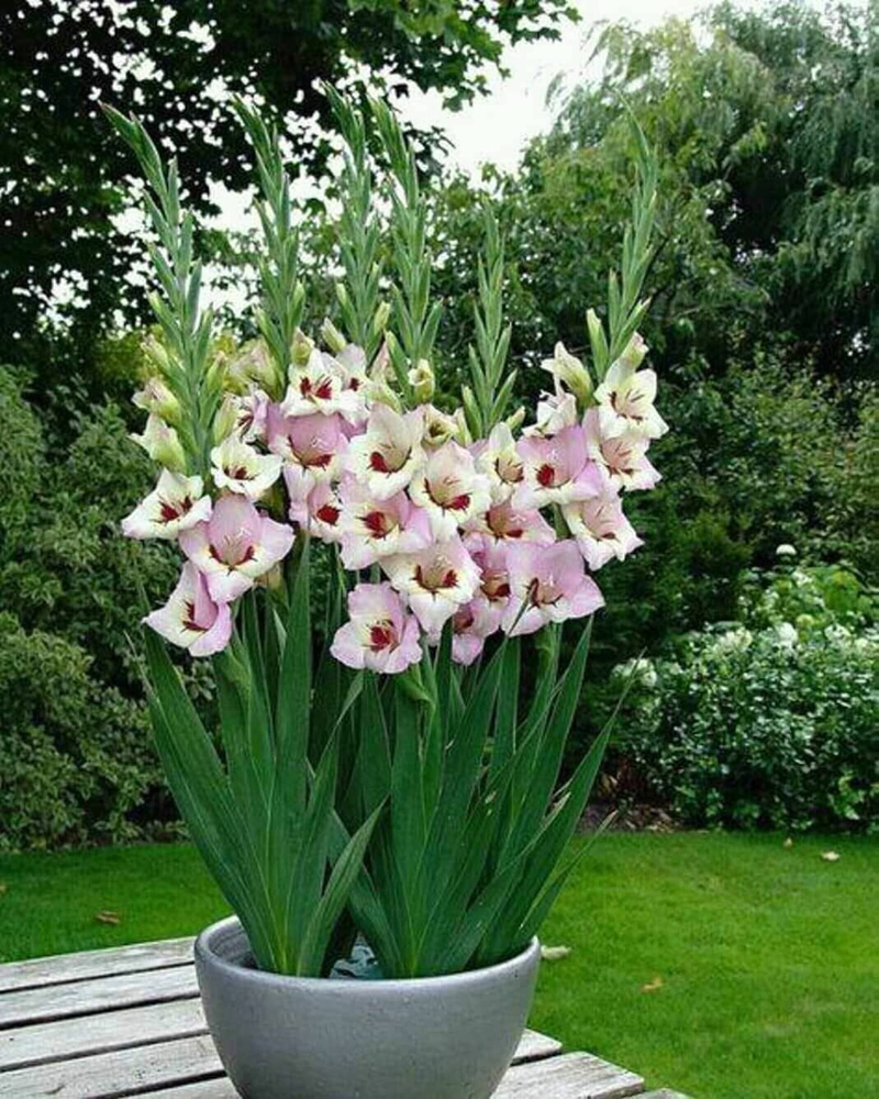 How to grow the impressive Gladiolus in your pot and garden | My ...