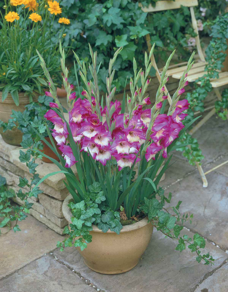 How to grow the impressive Gladiolus in your pot and garden | My ...