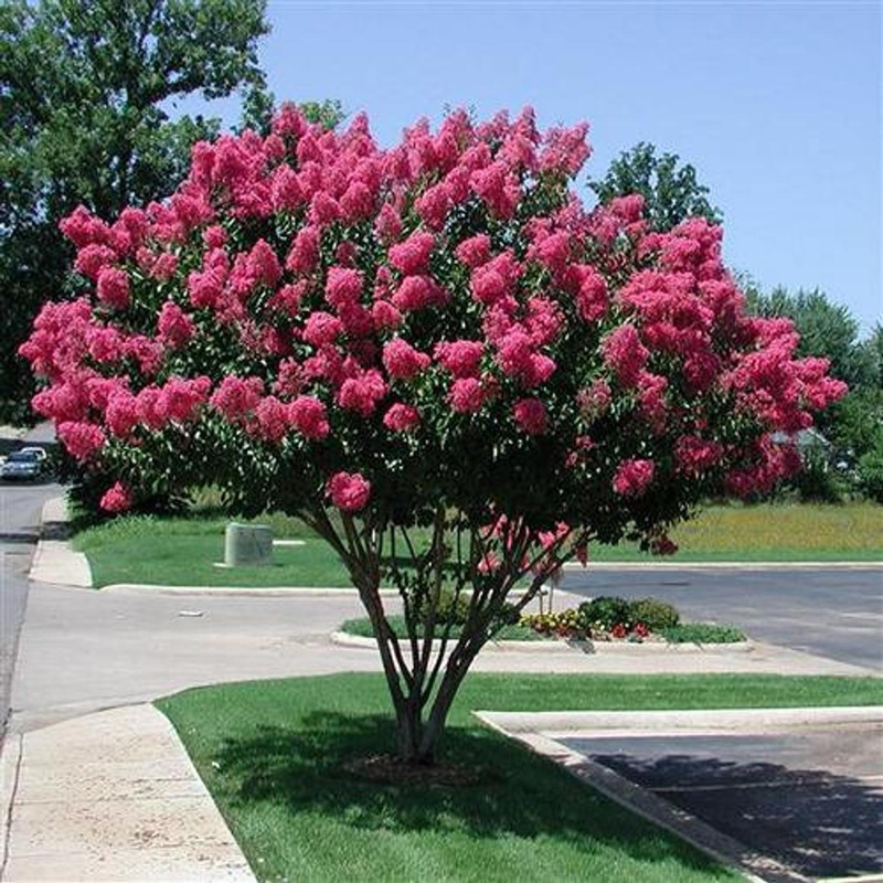 How to grow lagerstroemia or crape myrtle in your garden | My desired home