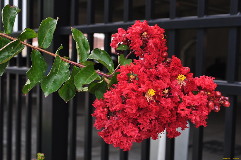 How to grow lagerstroemia or crape myrtle in your garden | My desired home