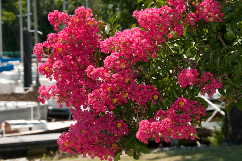 How to grow lagerstroemia or crape myrtle in your garden | My desired home