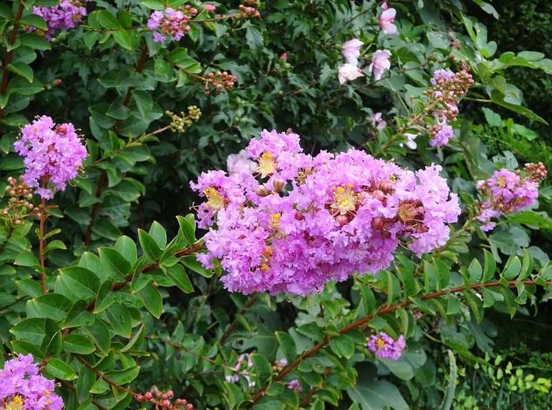 How to grow lagerstroemia or crape myrtle in your garden | My desired home