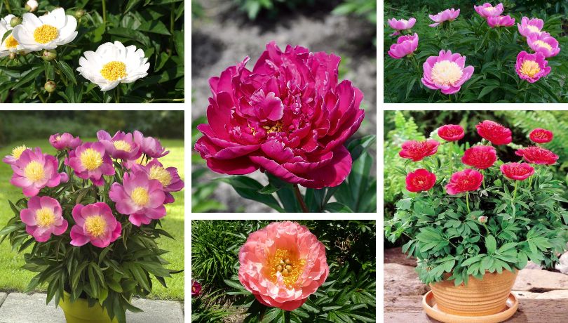 How to grow Peony lactiflora or Chinese Peony in your pot and garden ...
