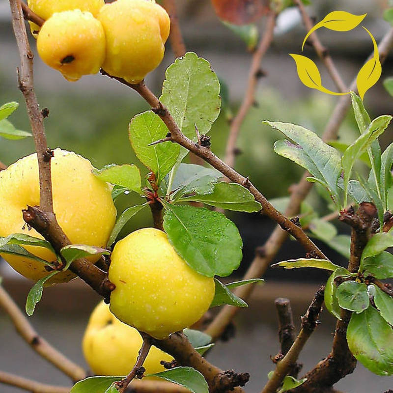 How to Grow Quince, Greece's Fruit of the Gods, in your garden | My ...