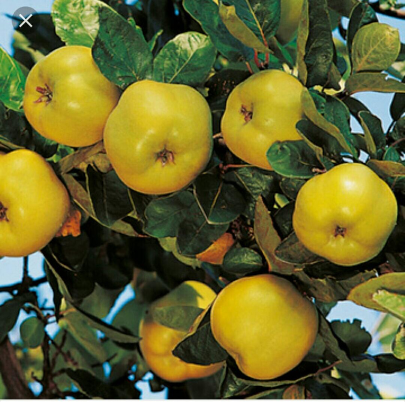 How to Grow Quince, Greece's Fruit of the Gods, in your garden | My ...