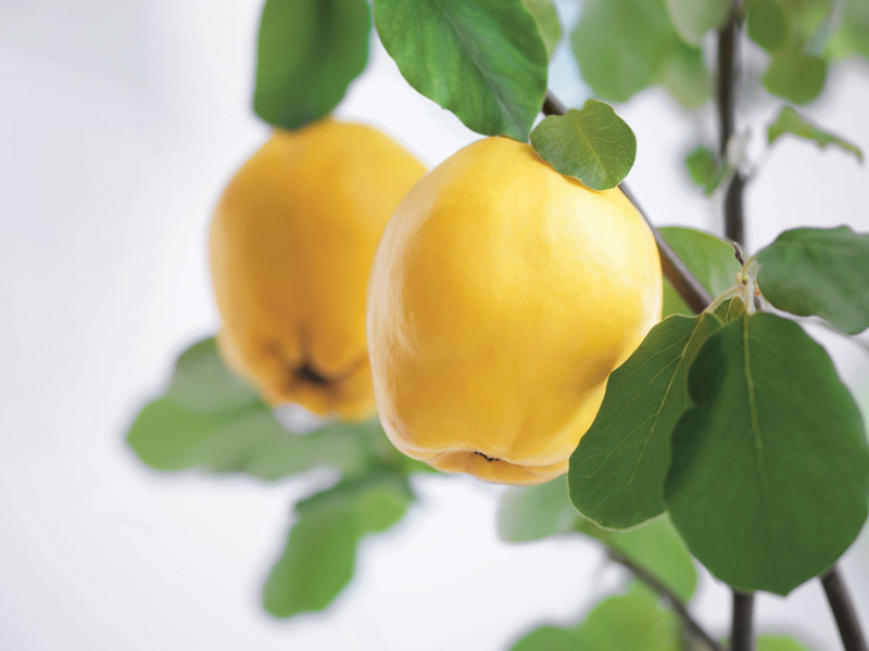 How to Grow Quince, Greece's Fruit of the Gods, in your garden | My ...