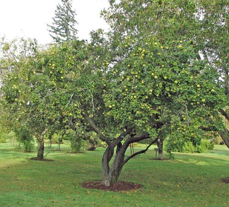 How to Grow Quince, Greece's Fruit of the Gods, in your garden | My ...