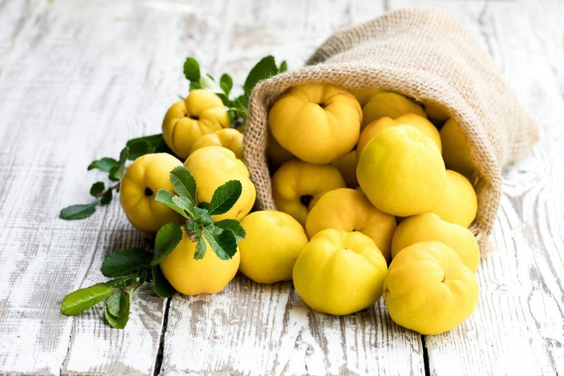 How to Grow Quince, Greece's Fruit of the Gods, in your garden | My ...