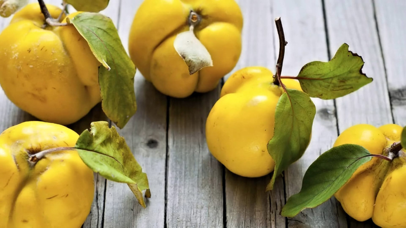 How to Grow Quince, Greece's Fruit of the Gods, in your garden | My ...
