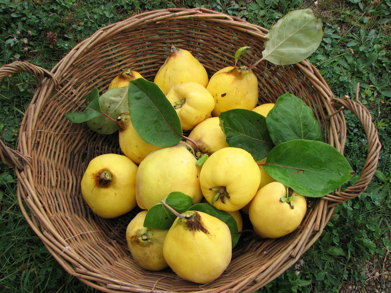 How to Grow Quince, Greece's Fruit of the Gods, in your garden | My ...
