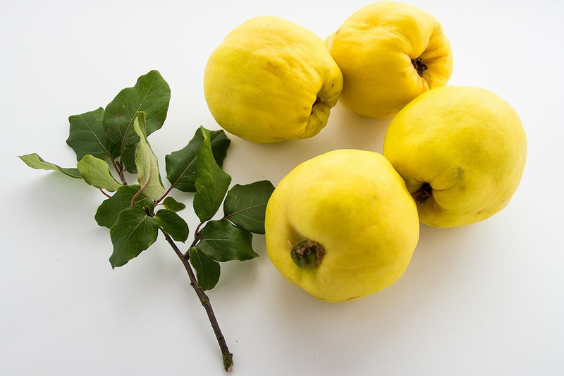 How to Grow Quince, Greece's Fruit of the Gods, in your garden | My ...