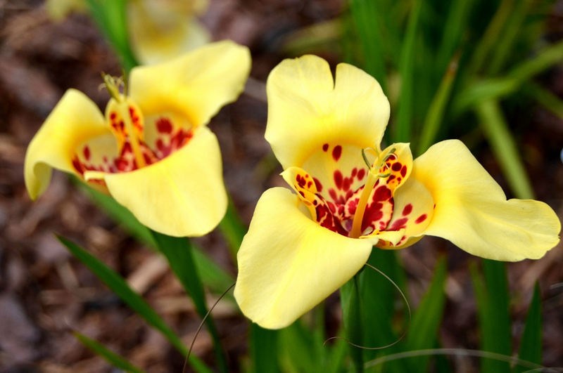 Tigridia: How to grow the amazing tiger flower plant in your garden ...