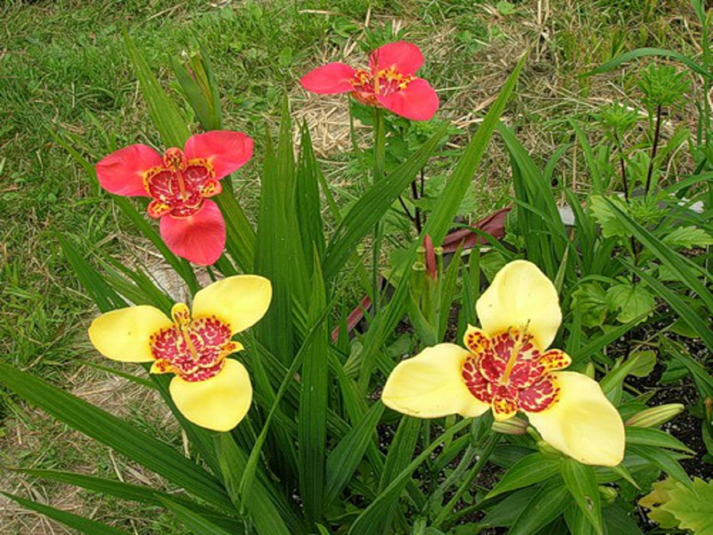 Tigridia: How to grow the amazing tiger flower plant in your garden ...