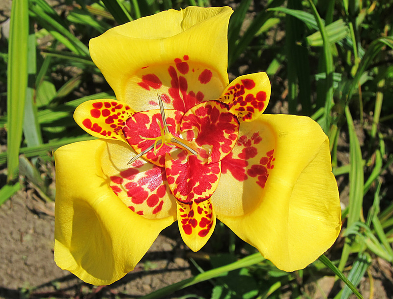 Tigridia: How to grow the amazing tiger flower plant in your garden ...