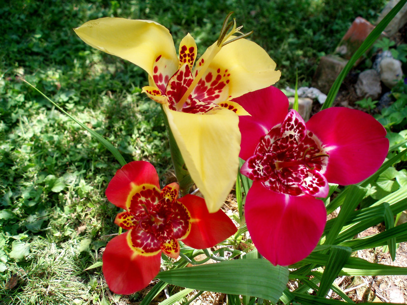 Tigridia: How to grow the amazing tiger flower plant in your garden ...