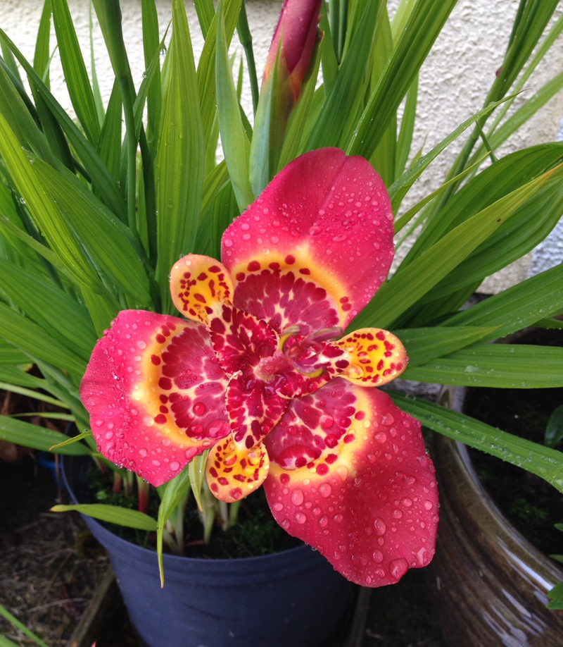 Tigridia: How to grow the amazing tiger flower plant in your garden ...