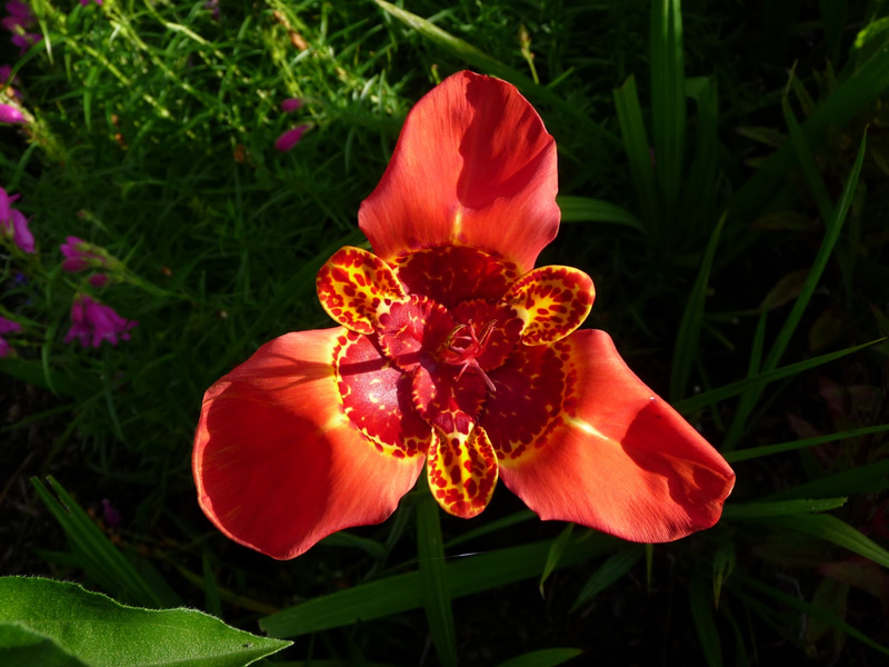 Tigridia: How to grow the amazing tiger flower plant in your garden ...