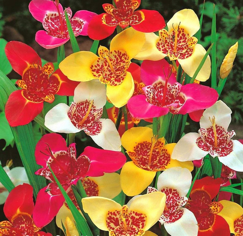 Tigridia: How to grow the amazing tiger flower plant in your garden ...