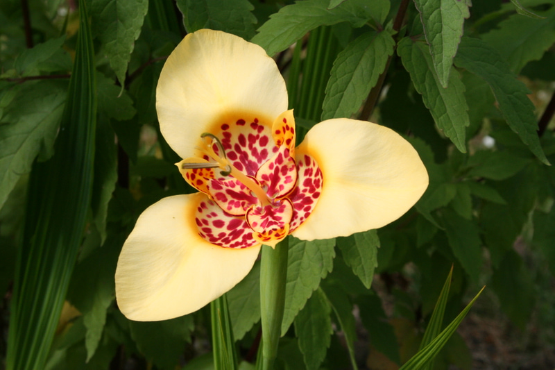 Tigridia: How to grow the amazing tiger flower plant in your garden ...