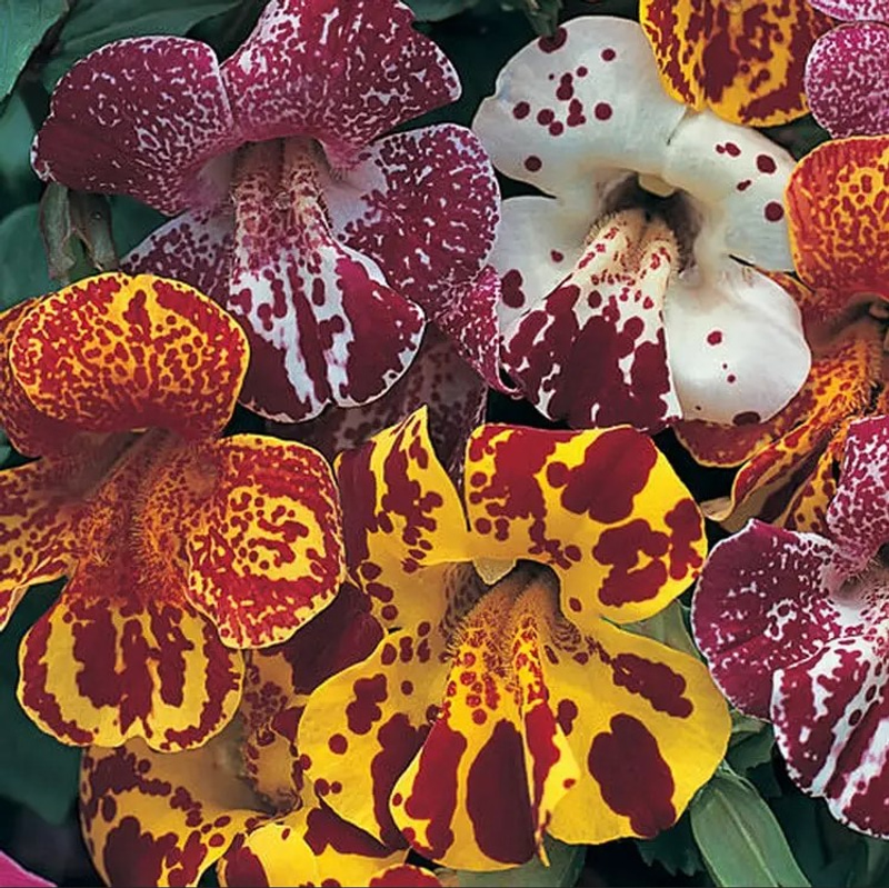 What is a monkeyflower (Mimulus): characteristics and care guide for ...