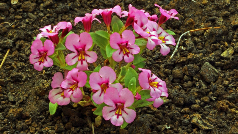 What is a monkeyflower (Mimulus): characteristics and care guide for ...