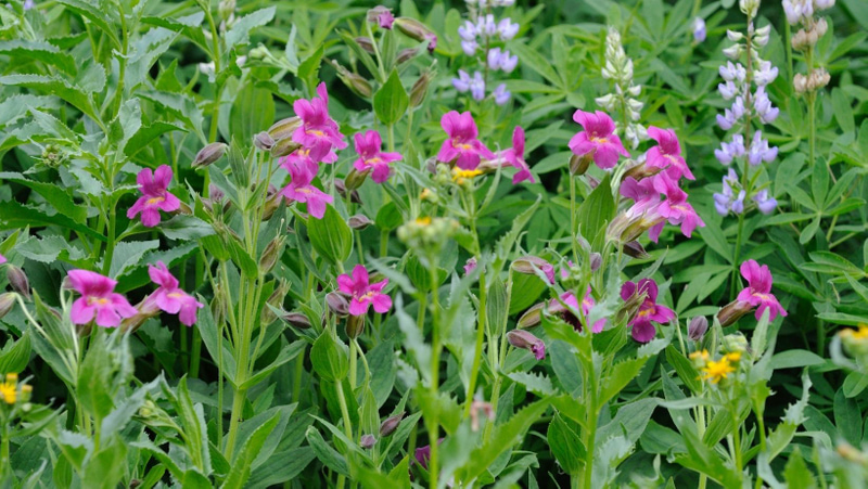 What is a monkeyflower (Mimulus): characteristics and care guide for ...
