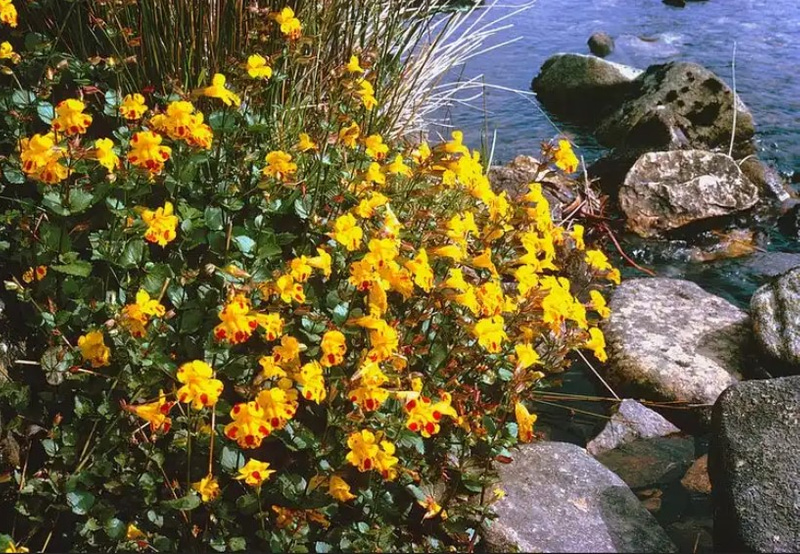 What is a monkeyflower (Mimulus): characteristics and care guide for ...